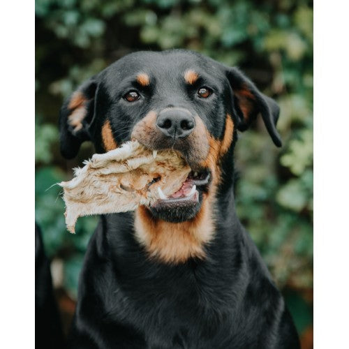 Anco Hairy Lamb Snout – The Slobbery Dog Raw Ltd